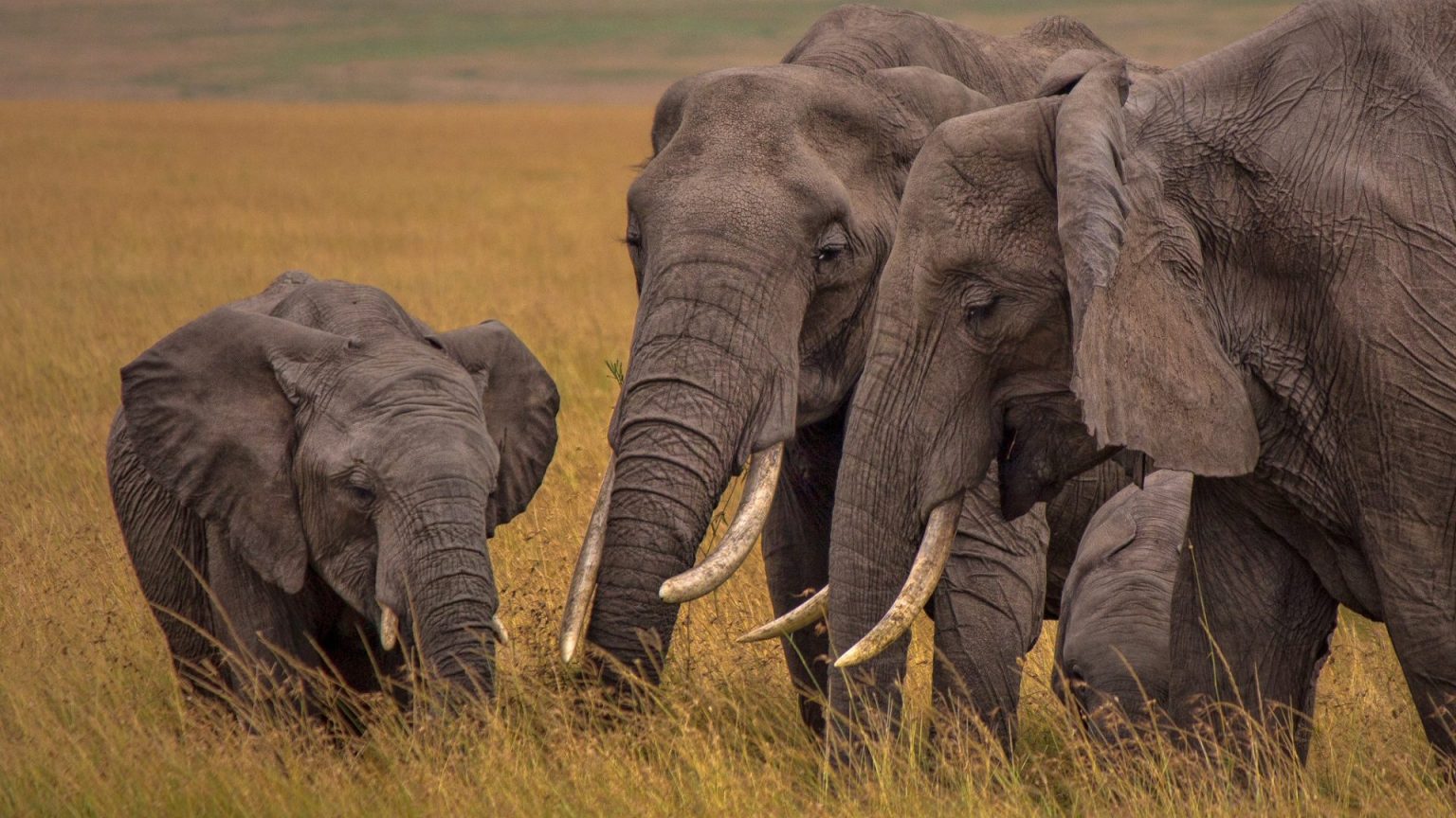 The Ultimate Coorg Travel Guide | Luxury Travellers' Blog | Lohono