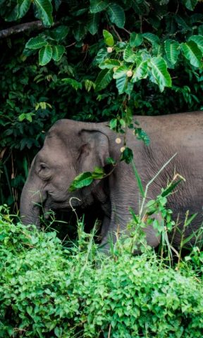 1 Day In Coorg | 15 Best Places To Visit In Coorg In A Day - Lohono ...