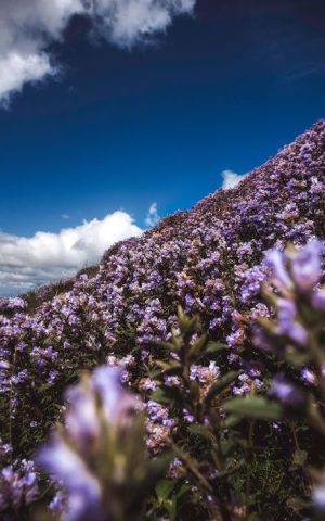 The Rare Bloom of Neelakurinji | Rare Sighting In The Nilgiri's ...