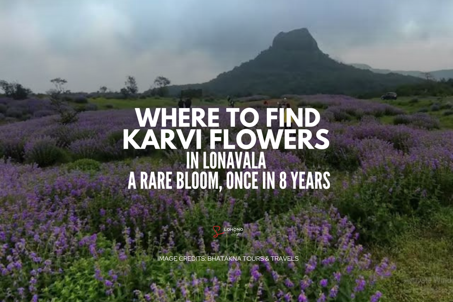 Karvi Flowers In Lonavala | Where To Find, About Them, Rare Bloom - Lohono Stays Blog