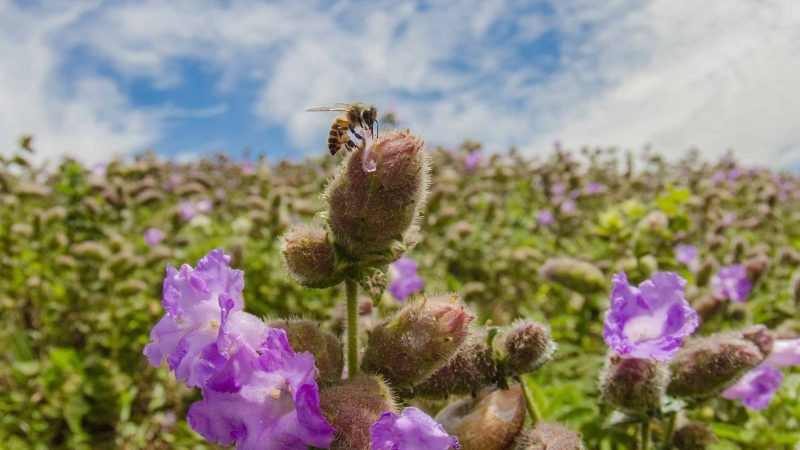 Karvi Flowers In Lonavala | Where To Find, About Them, Rare Bloom ...