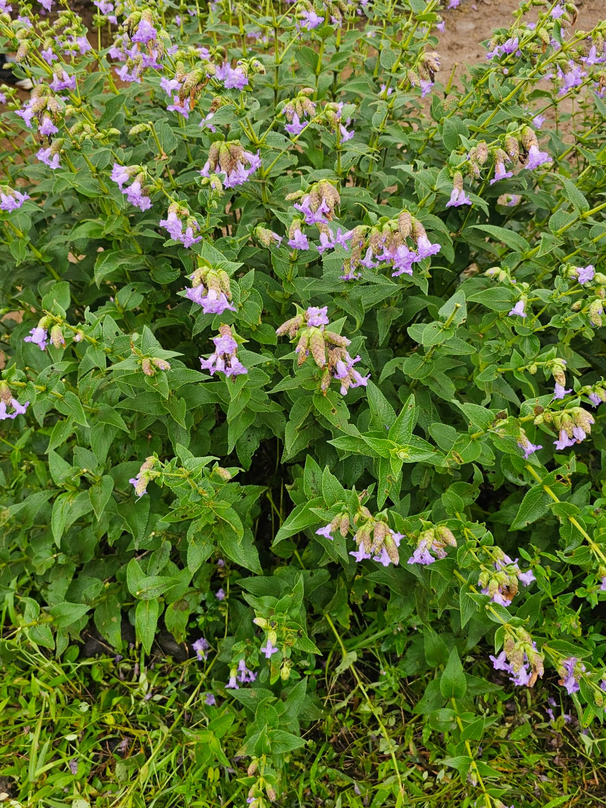 Karvi Flowers In Lonavala | Where To Find, About Them, Rare Bloom ...