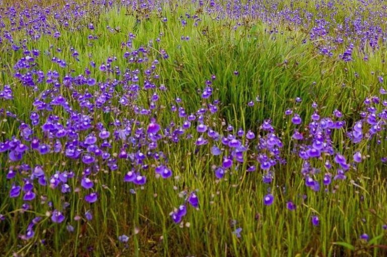 Karvi Flowers In Lonavala | Where To Find, About Them, Rare Bloom ...