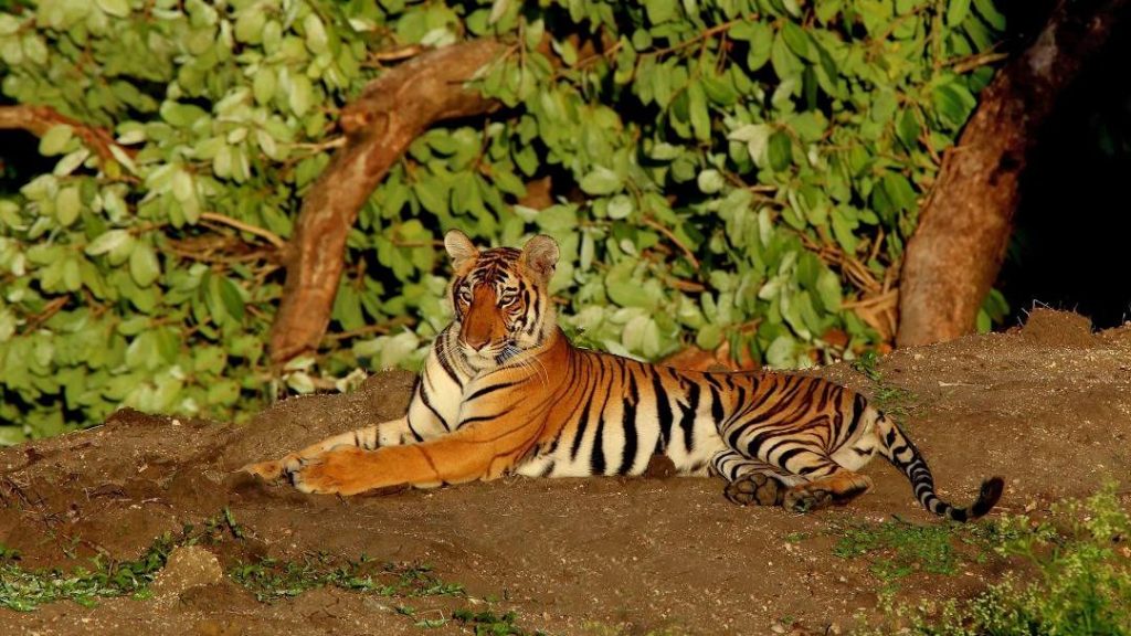 Best Zone in Jim Corbett for Safari & Tiger Sightings (2026 Guide)