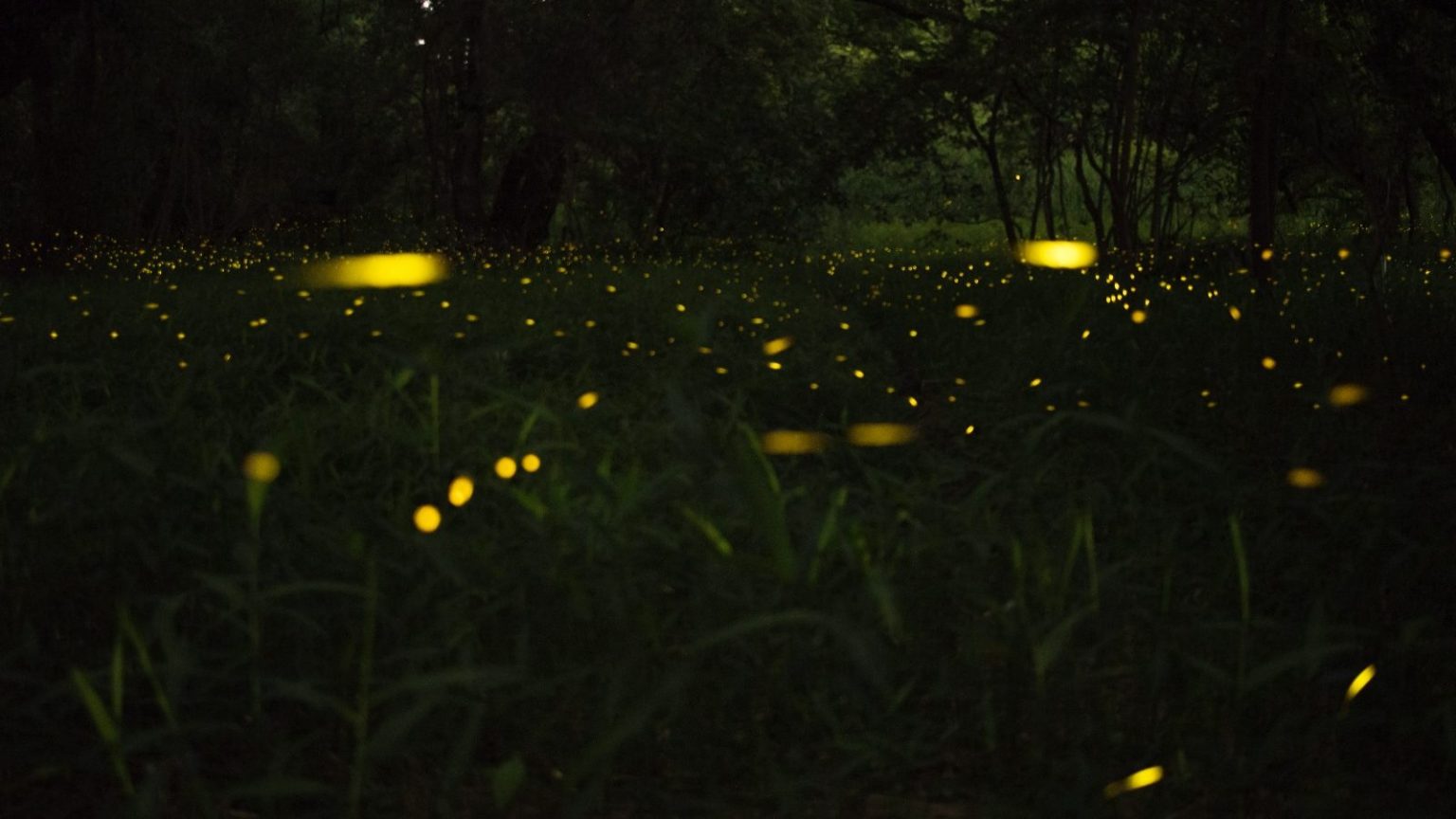 Your Complete Guide To The Firefly Festival In Maharashtra